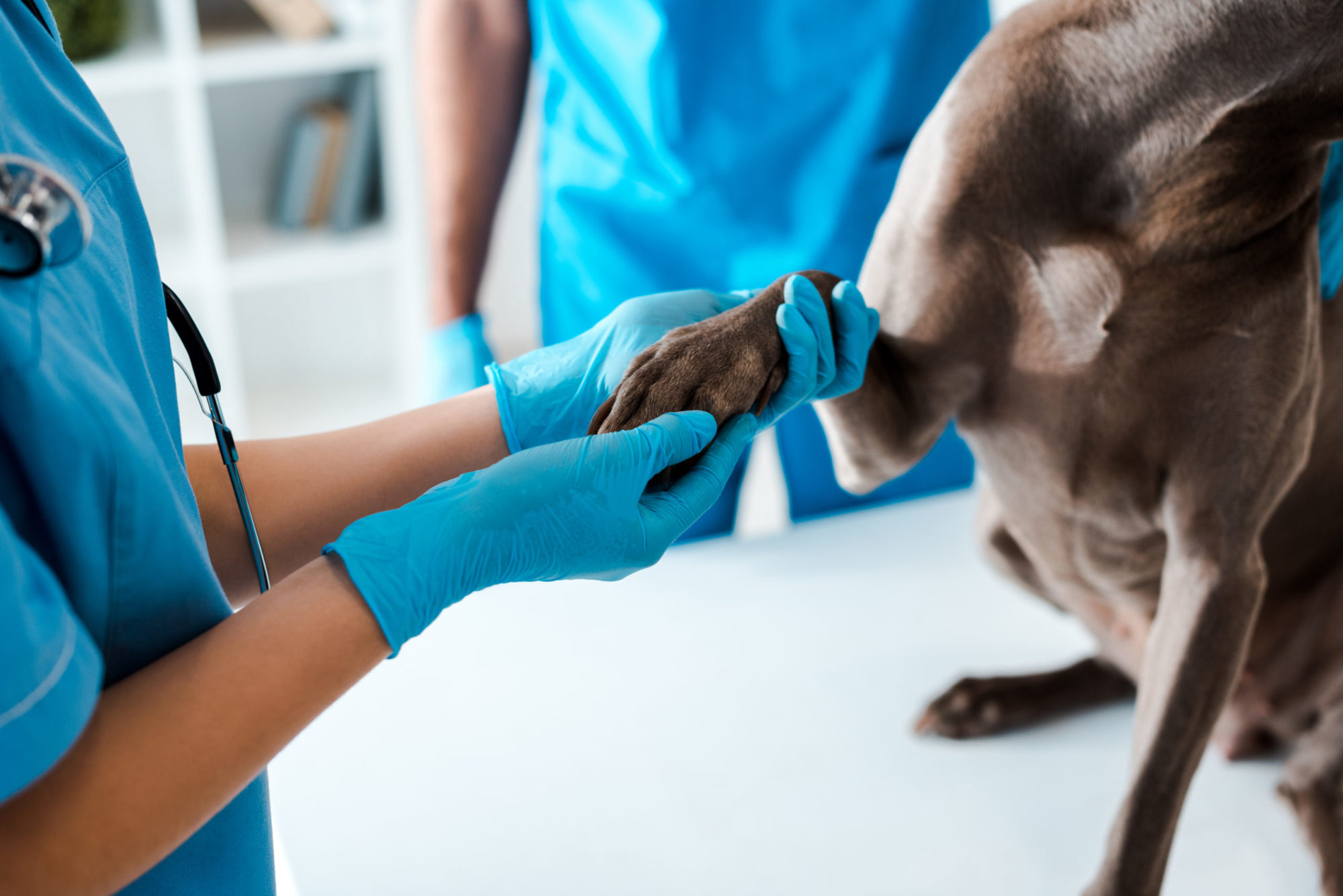 3 Steps For Vet Techs to Honor Work and Support Needs | Suveto