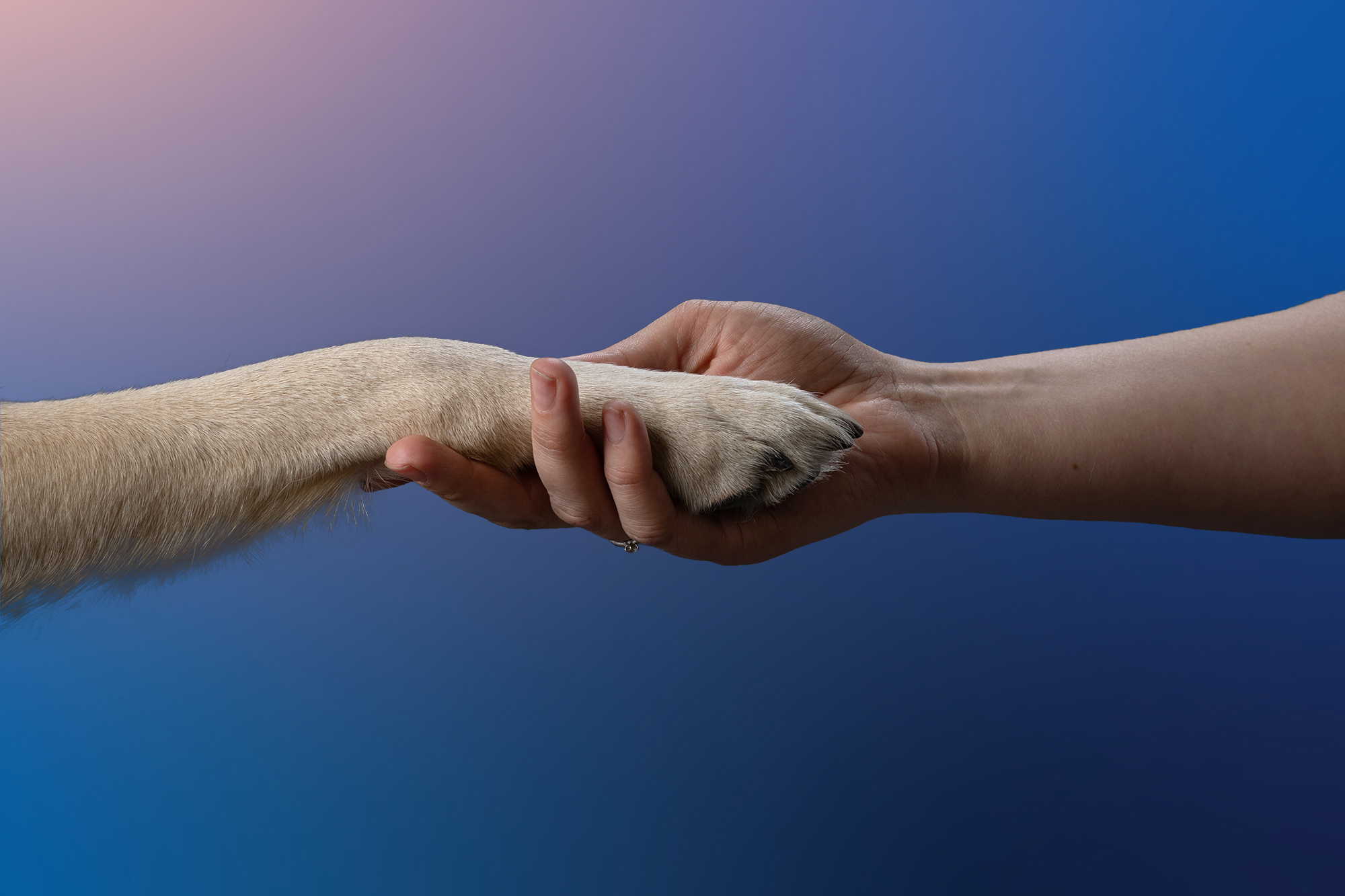 Volunteering In Veterinary Medicine Suveto