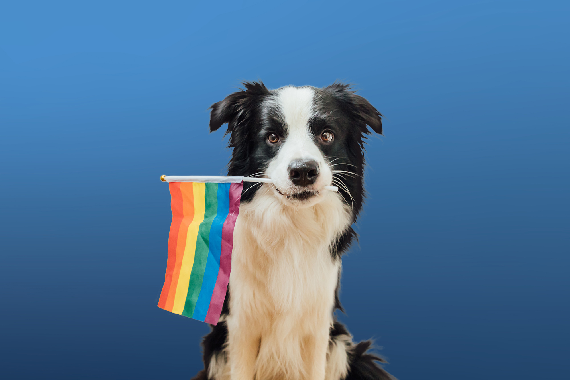Pride Month: Embracing Inclusivity in Veterinary Medicine