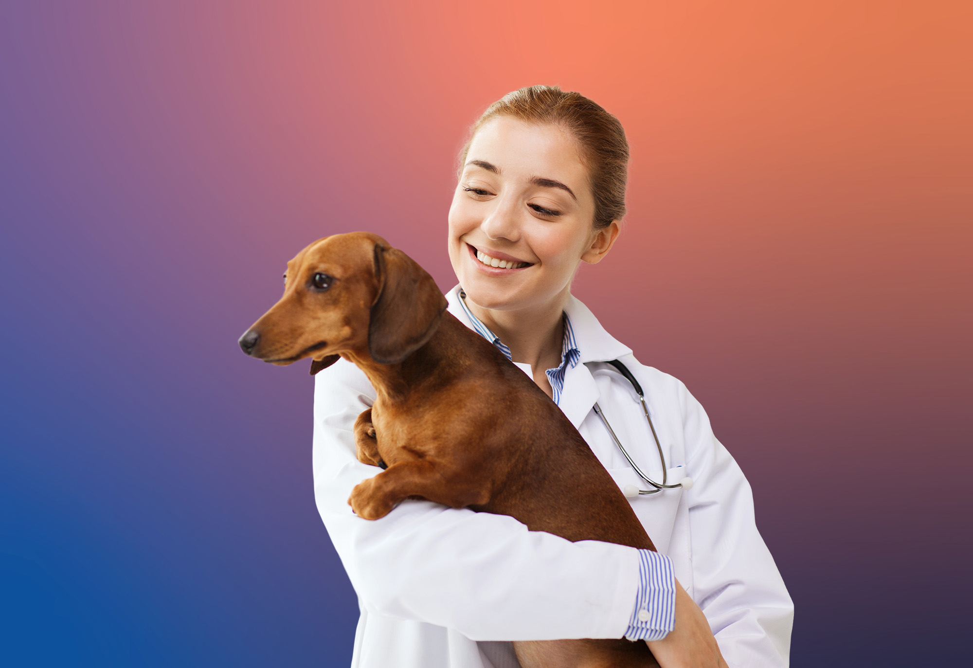 New Grad Veterinarian Opportunities | Suveto