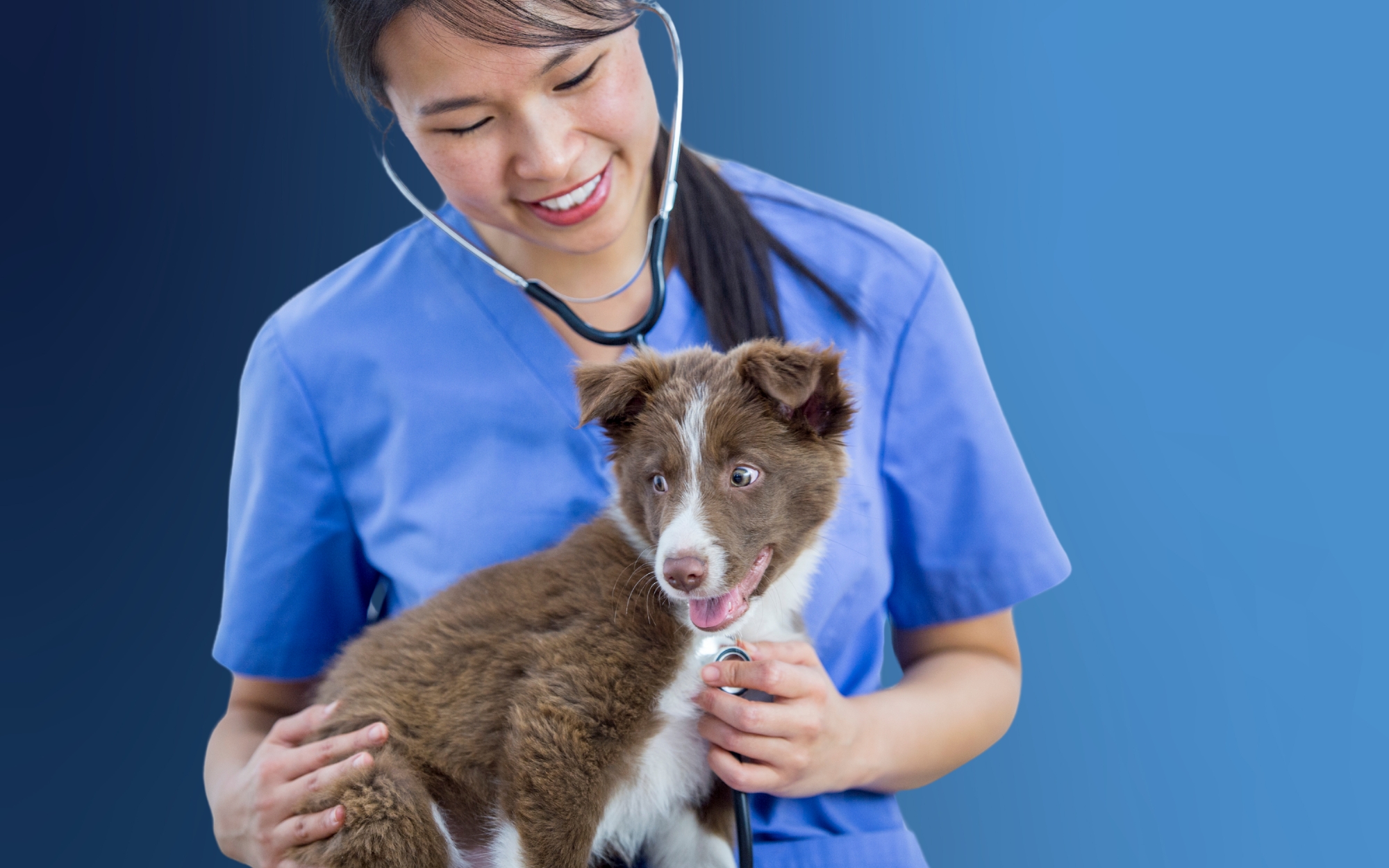 What is a General Practitioner Veterinarian's Salary? - Suveto