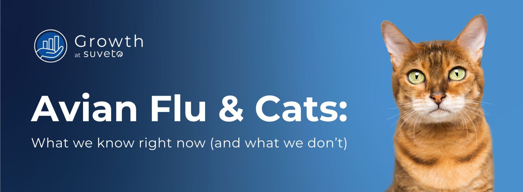 Avian Flu and Cats: What We Know Right Now (and what we don't) - Suveto