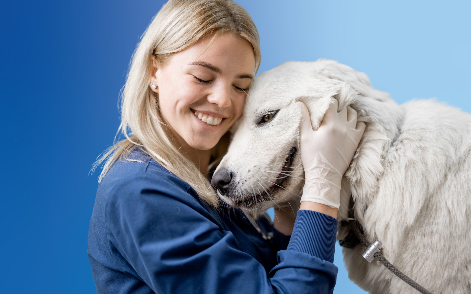 Workflow Efficiency in Your Veterinary Practice - Suveto